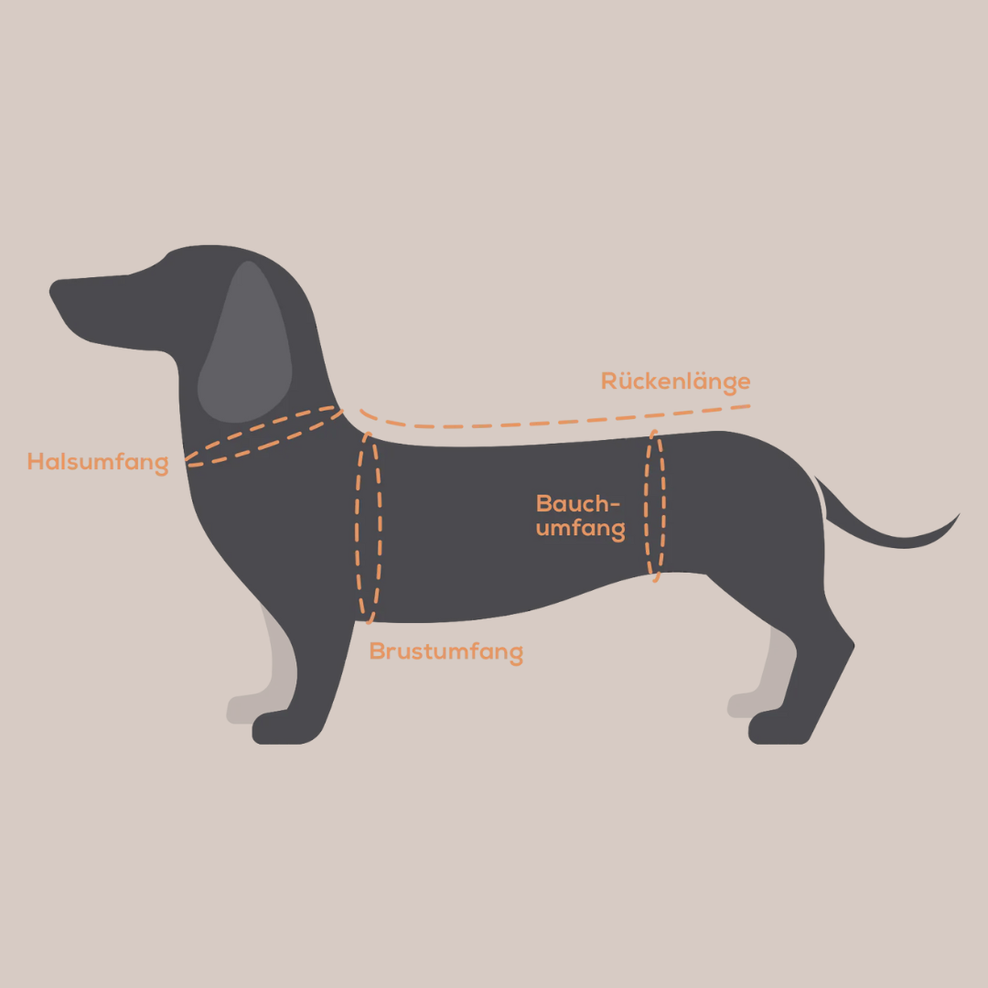 How to measure your dachshund or small dog correctly: | Leopold's ...